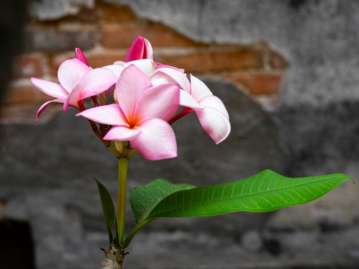 The Gorgeous Trickster – Plumeria – Radical Earth